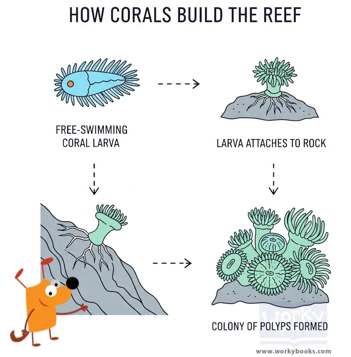 How Corals Build the Reef | Interactive | Workybooks - Reading Passage ...