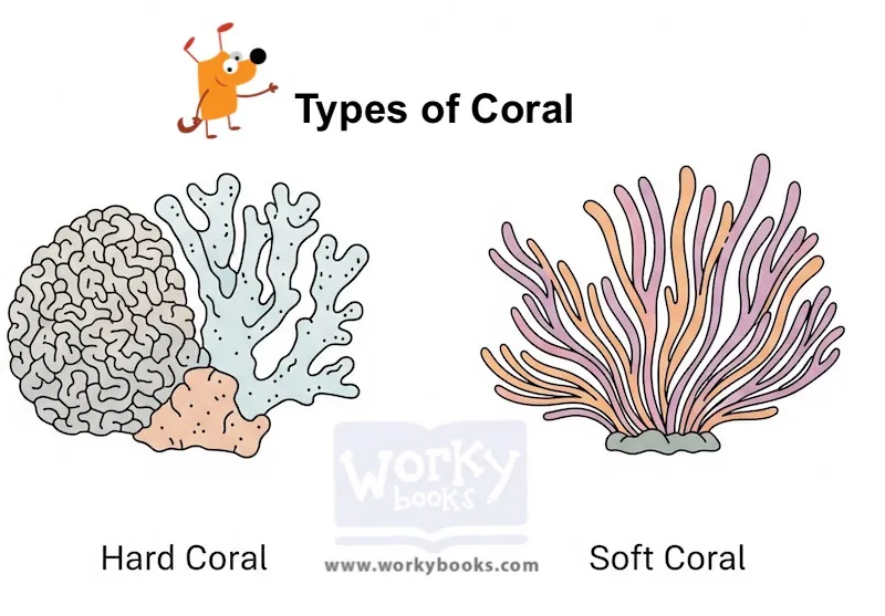 Types of Coral: Hard and Soft | Interactive | Workybooks - Reading ...