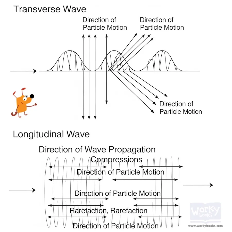 Are sound waves longitudinal or transverse? | Interactive | Workybooks ...