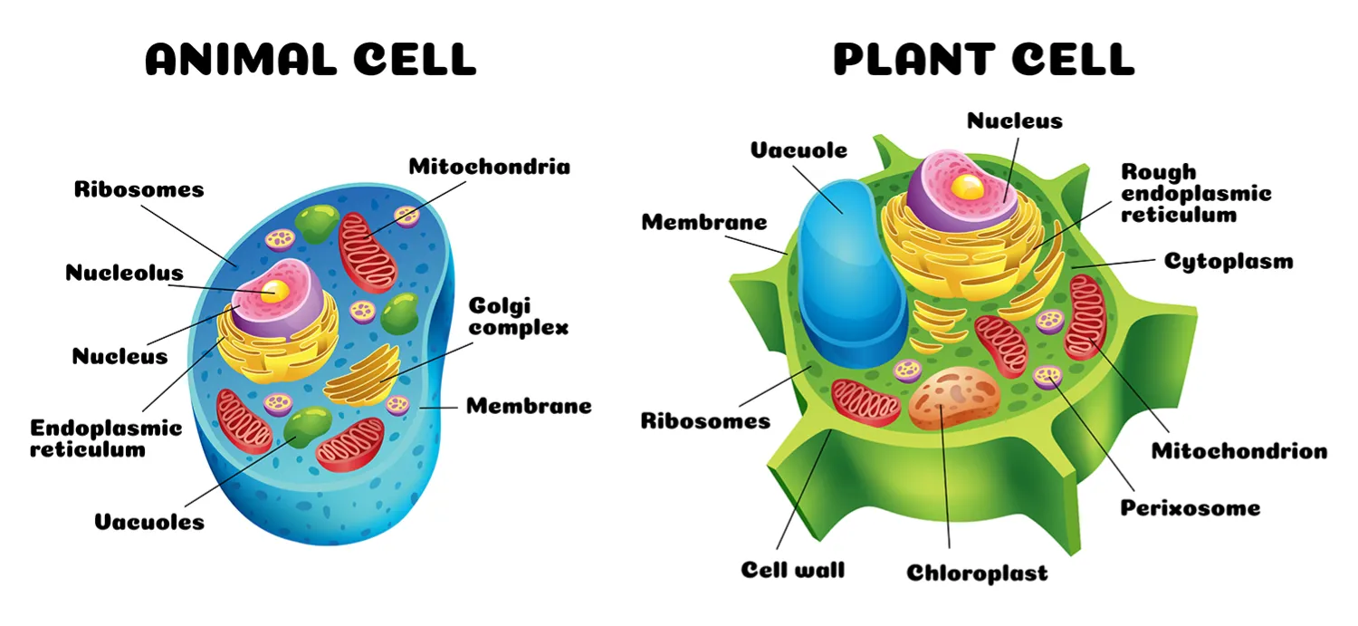 Plant vs. Animal Cells – Middle School Science Passage - Reading ...