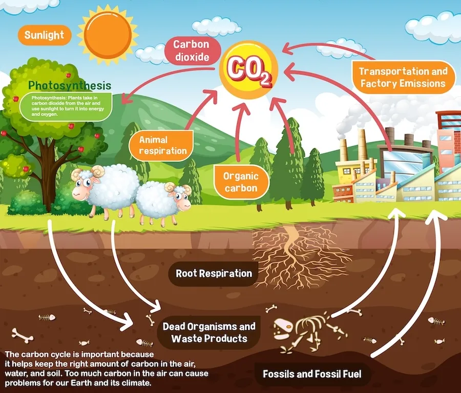How Decomposers Return Carbon - Middle School Science Reading Passage ...