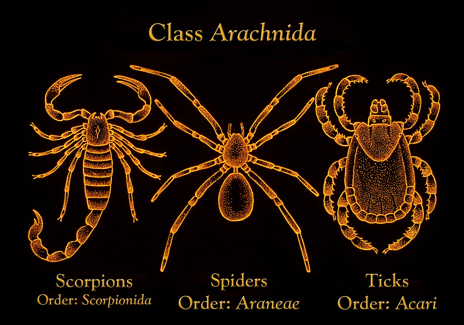 The Diverse World of Eight-Legged Arachnids: NGSS MS-LS4-1 - Reading ...