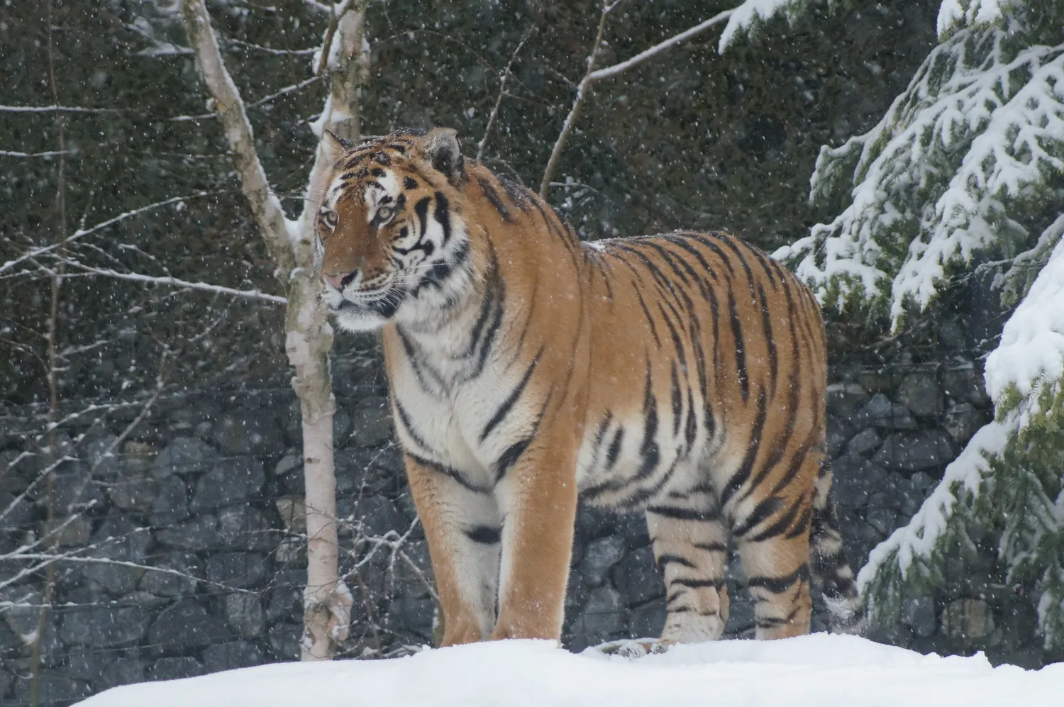 Siberian Taiga – Middle School Science Reading Passage - Reading ...